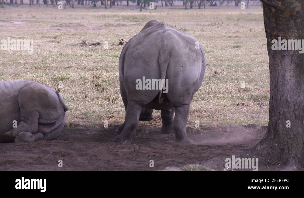 Rhino walk Stock Videos & Footage - HD and 4K Video Clips - Alamy