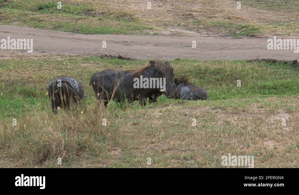 Warthogs group Stock Videos & Footage - HD and 4K Video Clips - Alamy