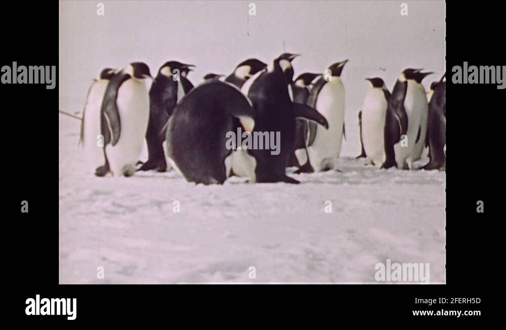 Penguin penguins antarctica Stock Videos & Footage - HD and 4K Video ...