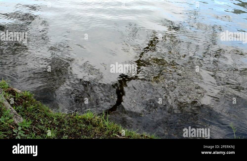Ripple grass Stock Videos & Footage - HD and 4K Video Clips - Alamy