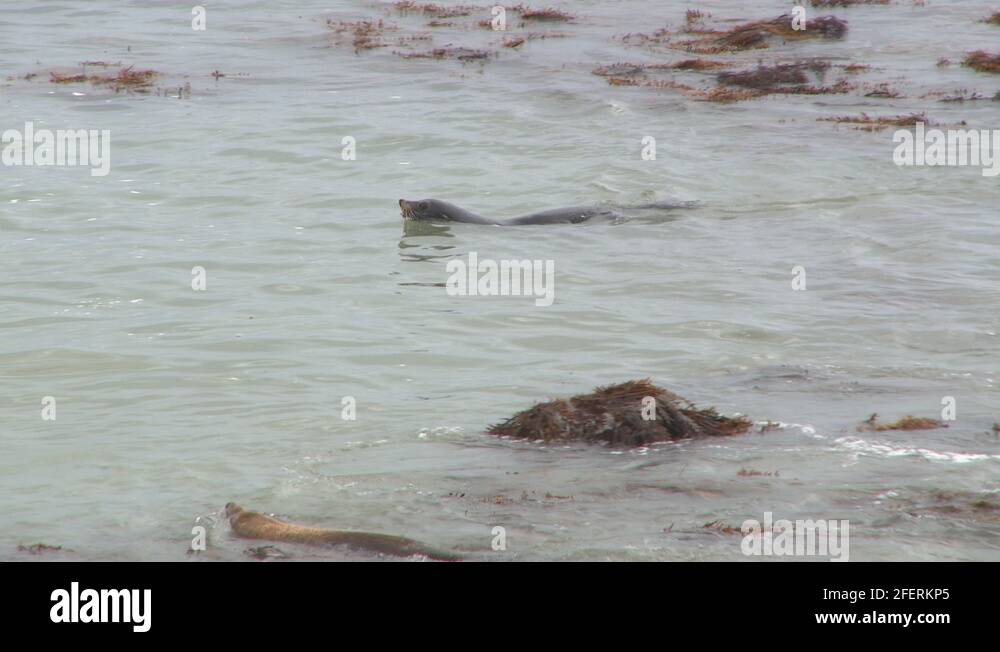 Frolic Stock Videos & Footage - HD and 4K Video Clips - Alamy