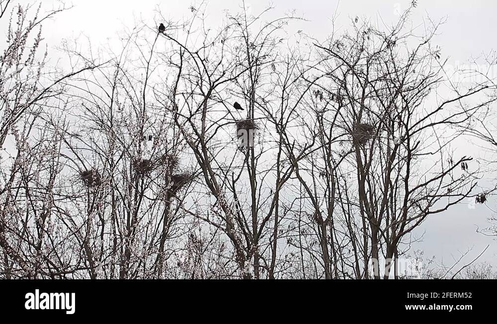 Rooks nests Stock Videos & Footage - HD and 4K Video Clips - Alamy