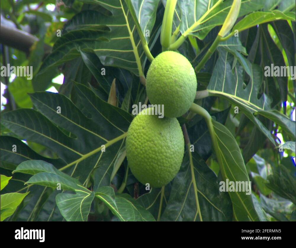 Breadfruit tree Stock Videos & Footage - HD and 4K Video Clips - Alamy