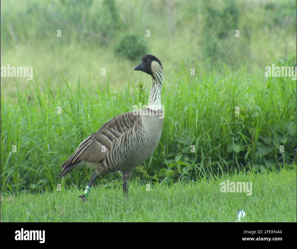 Nene goose Stock Videos & Footage - HD and 4K Video Clips - Alamy