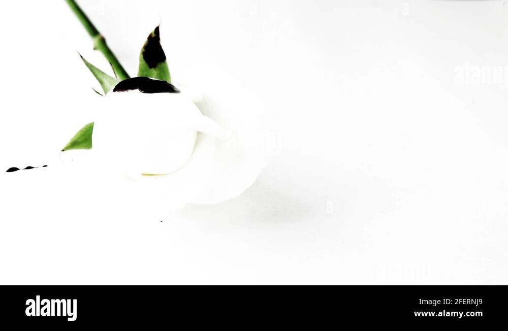 Rose contrast Stock Videos & Footage - HD and 4K Video Clips - Alamy