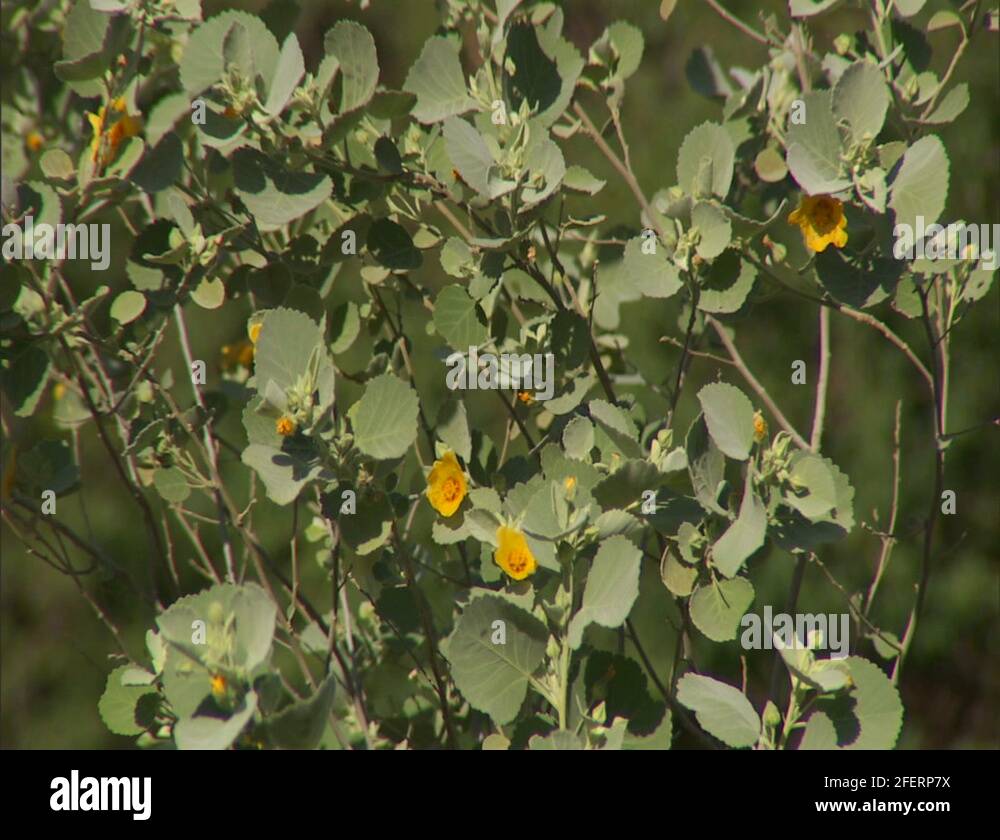 Lava flower Stock Videos & Footage - HD and 4K Video Clips - Alamy