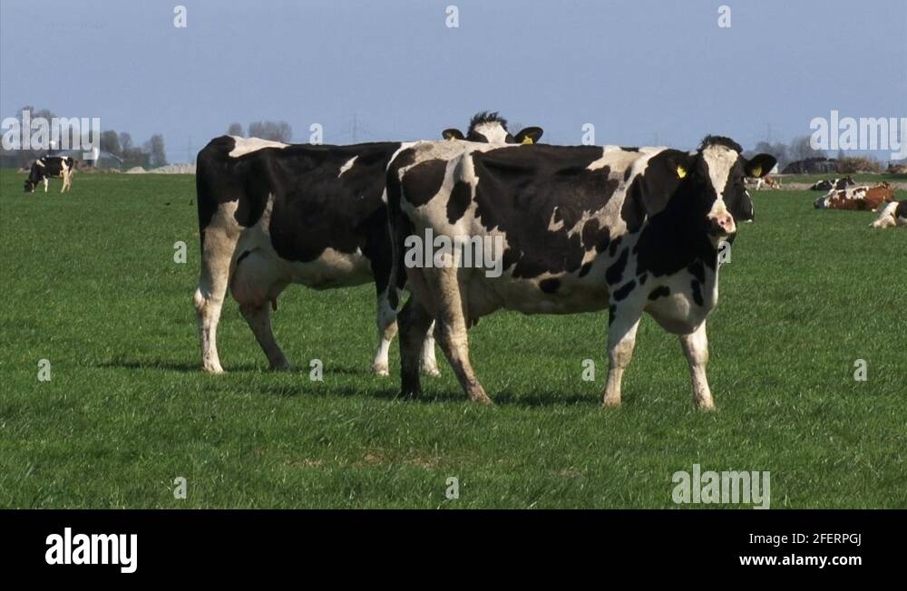 Black white holstein friesian dairy cattle Stock Videos & Footage - HD ...