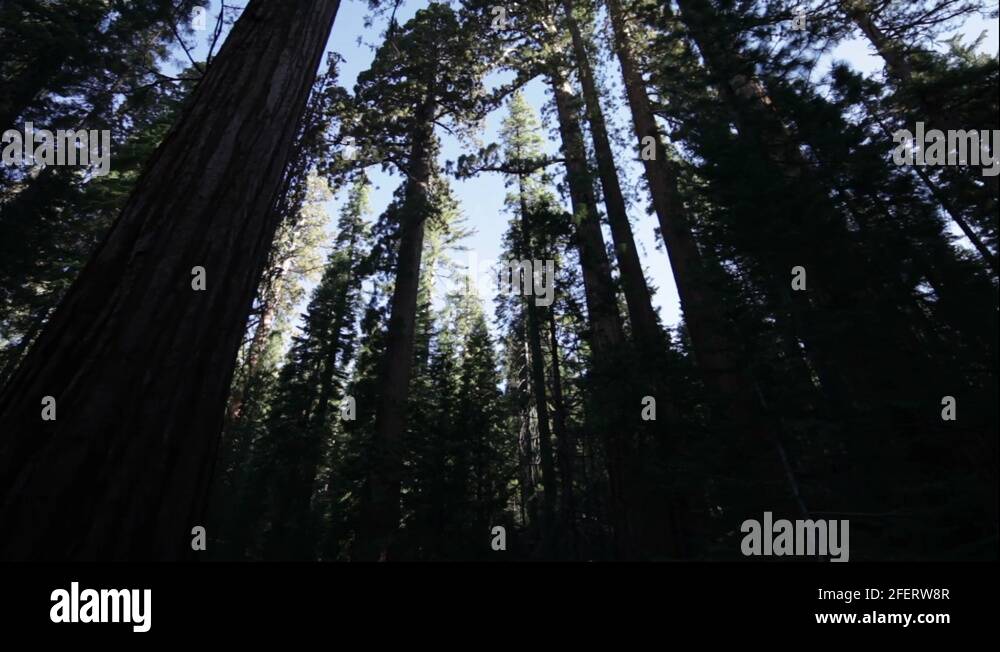 Yosemite national park redwood trees Stock Videos & Footage - HD and 4K ...