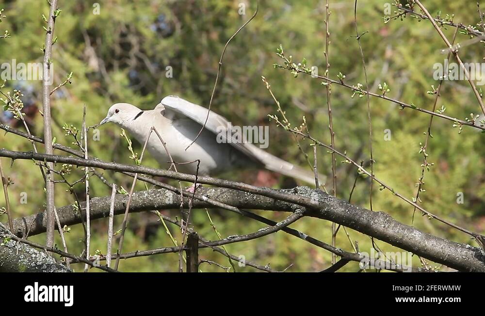 Collared dove snow Stock Videos & Footage - HD and 4K Video Clips - Alamy