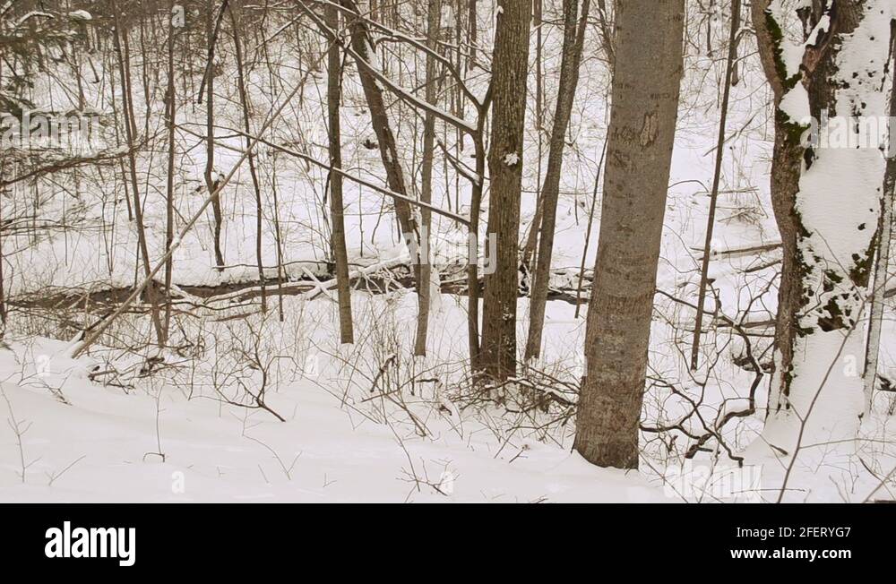 Brook with tree Stock Videos & Footage - HD and 4K Video Clips - Alamy