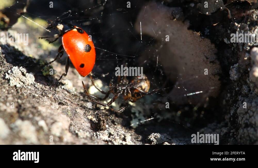 Ladybug spider Stock Videos & Footage - HD and 4K Video Clips - Alamy