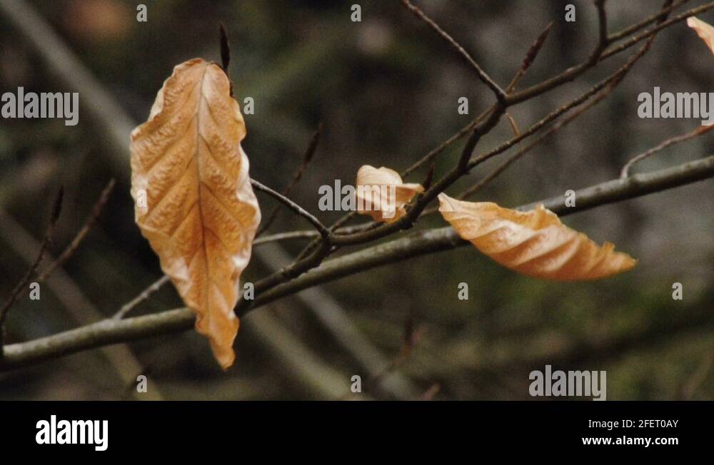 leaf trembling in wind Stock Video Footage - Alamy