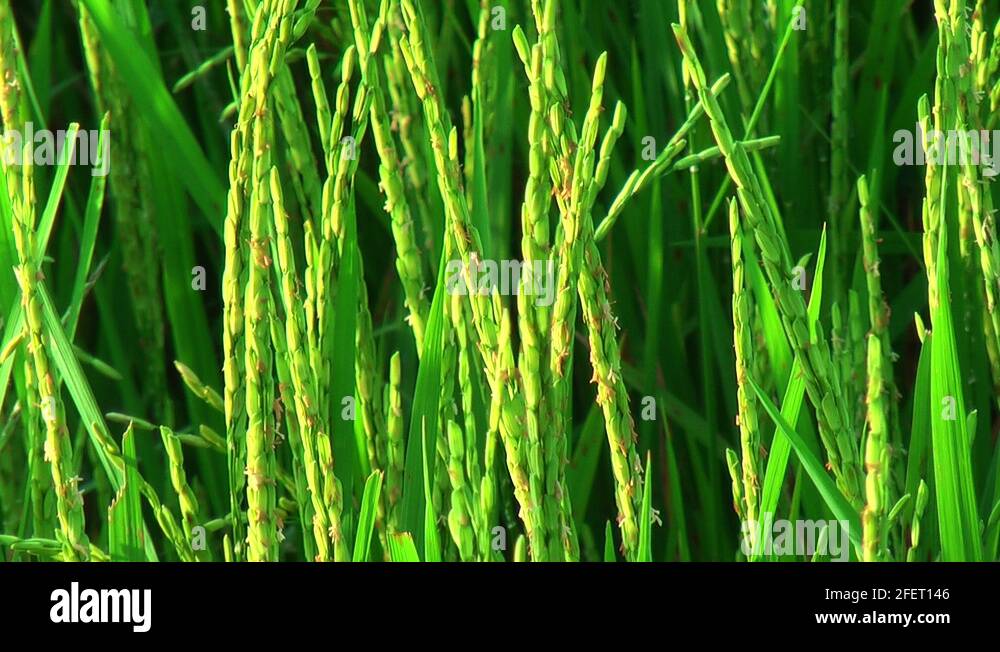 field with maturing rice on Panay island in Philippines Stock Video ...