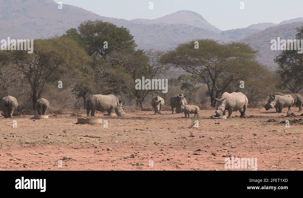 Rhino farm Stock Videos & Footage - HD and 4K Video Clips - Alamy