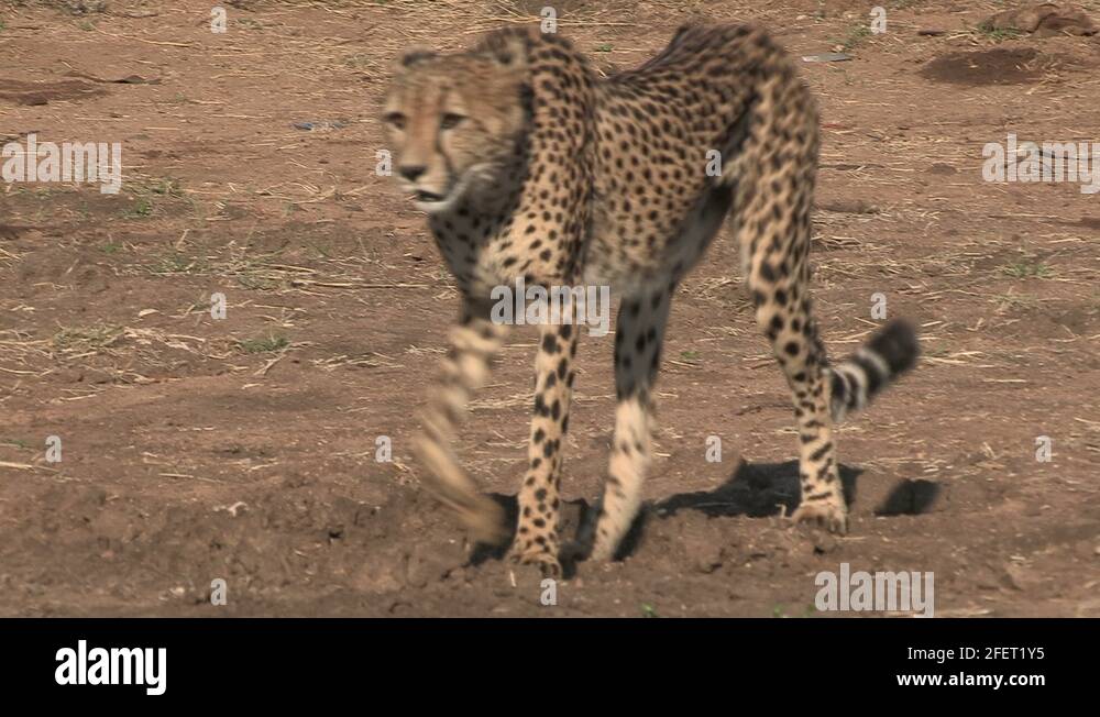 Wildlife san reserve animal daytime nature outdoors tourism wild roam ...