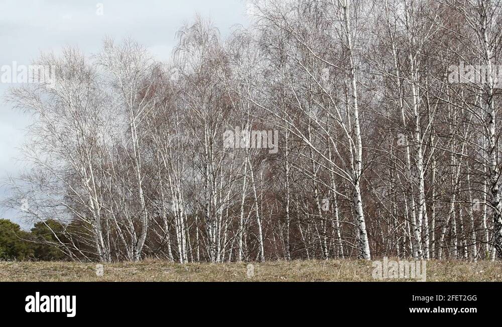 Forest of conifer Stock Videos & Footage - HD and 4K Video Clips - Alamy