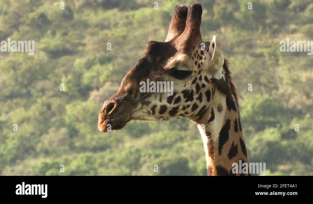 Neck of a giraffe Stock Videos & Footage - HD and 4K Video Clips - Alamy