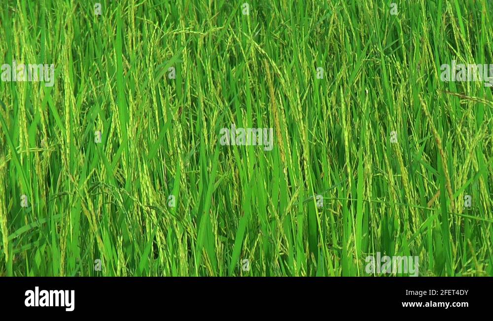 field with maturing rice on Panay island in Philippines Stock Video ...