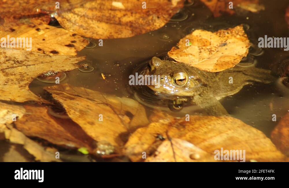 Cane toads Stock Videos & Footage - HD and 4K Video Clips - Alamy
