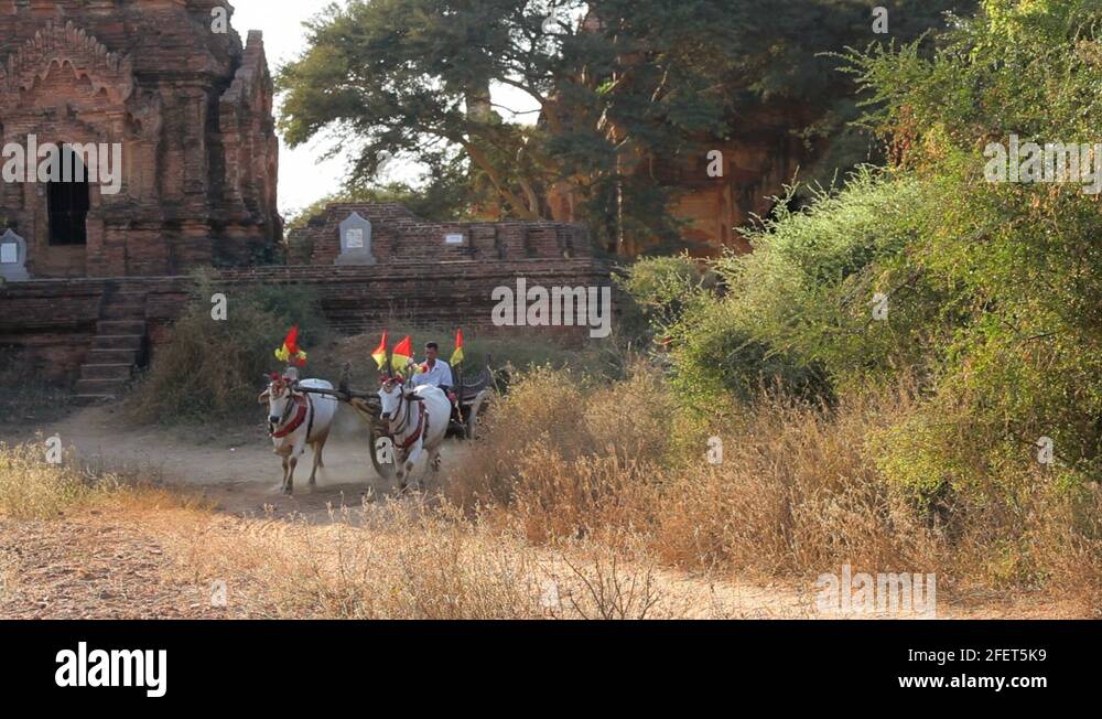 Rural village ox carts Stock Videos & Footage - HD and 4K Video Clips ...