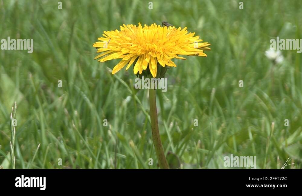 Dandelion insects Stock Videos & Footage - HD and 4K Video Clips - Alamy