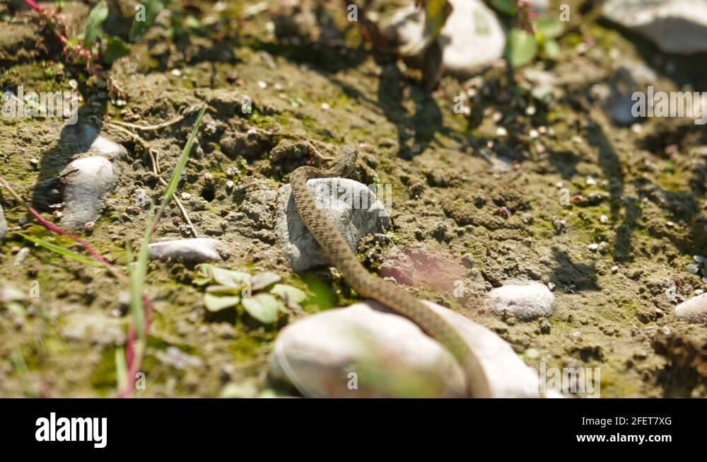 Creeping animals Stock Videos & Footage - HD and 4K Video Clips - Alamy