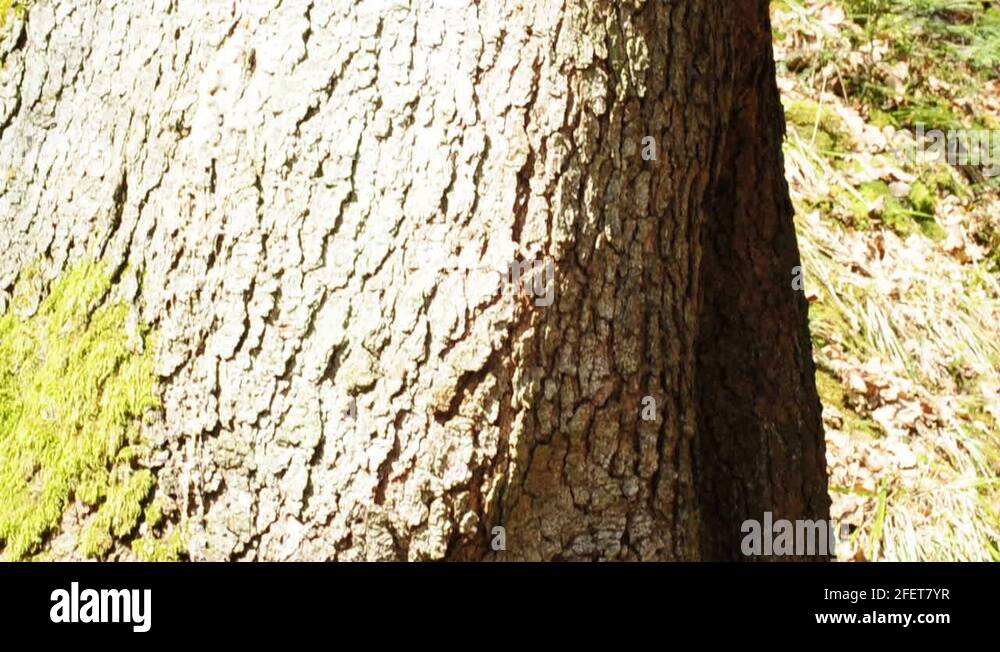 Cave tree Stock Videos & Footage - HD and 4K Video Clips - Alamy