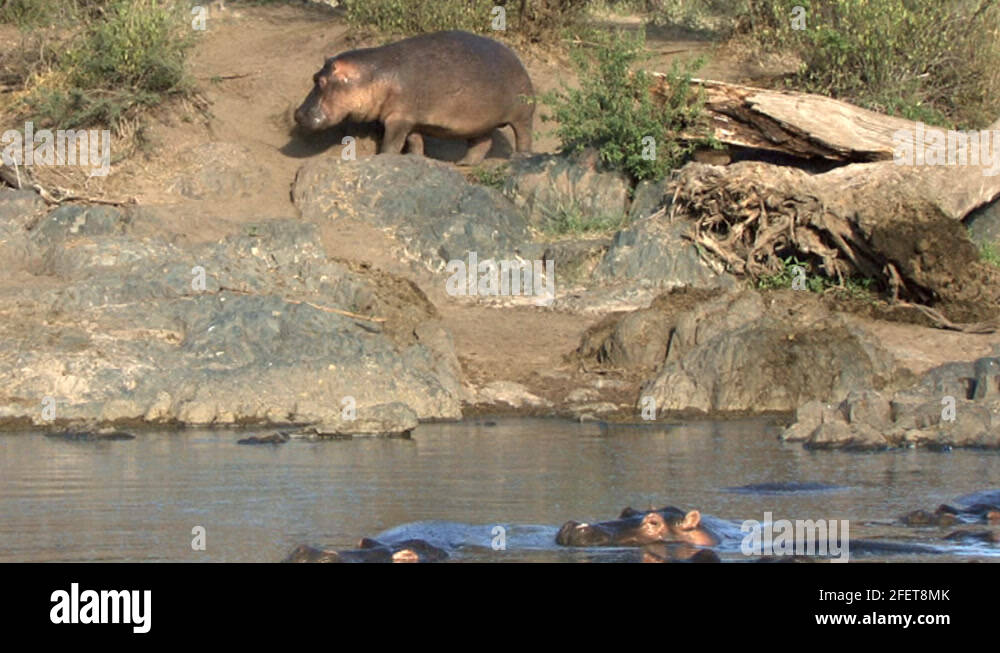 Hippo rock Stock Videos & Footage - HD and 4K Video Clips - Alamy
