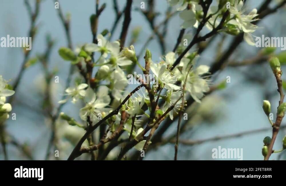 Damson blossom Stock Videos & Footage - HD and 4K Video Clips - Alamy