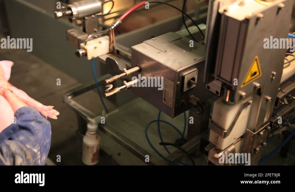 Pigtail farm Stock Videos & Footage - HD and 4K Video Clips - Alamy