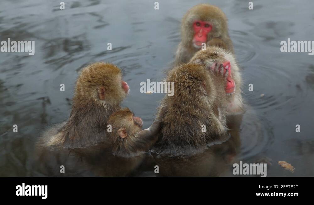 Group tourist japan Stock Videos & Footage - HD and 4K Video Clips - Alamy