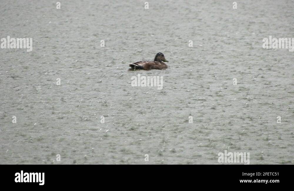 Water off a duck's back Stock Videos & Footage - HD and 4K Video Clips ...