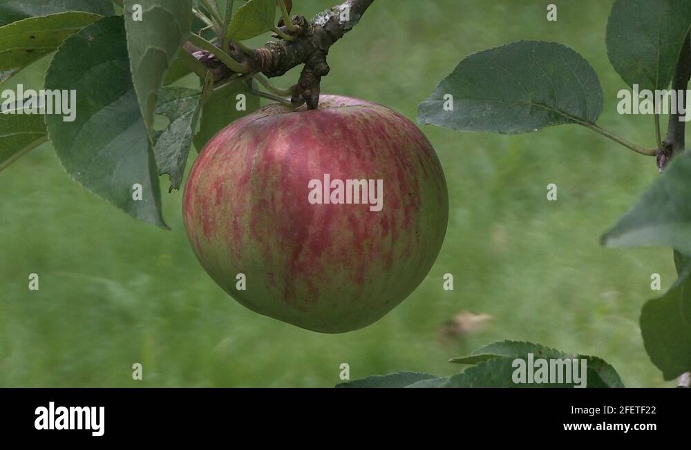 Apple hanging from tree Stock Videos & Footage - HD and 4K Video Clips ...