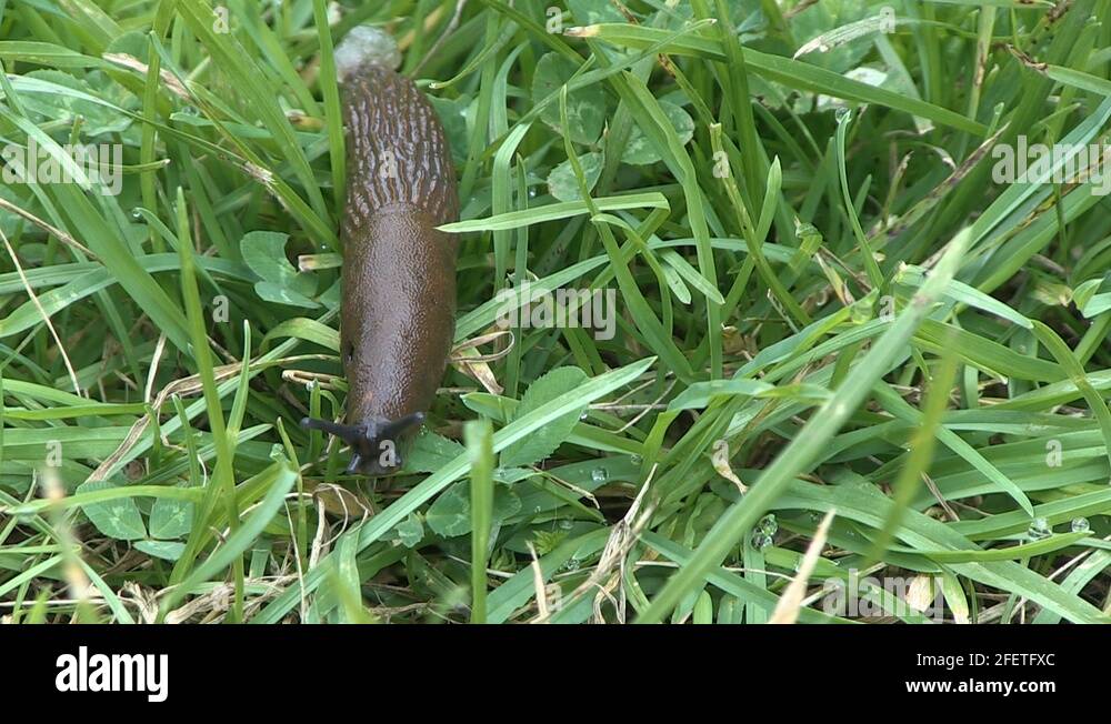 Moving slug Stock Videos & Footage - HD and 4K Video Clips - Alamy