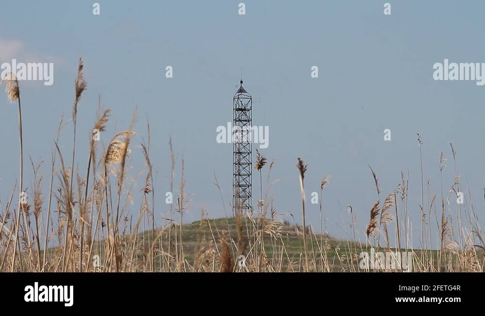 Reed structure Stock Videos & Footage - HD and 4K Video Clips - Alamy