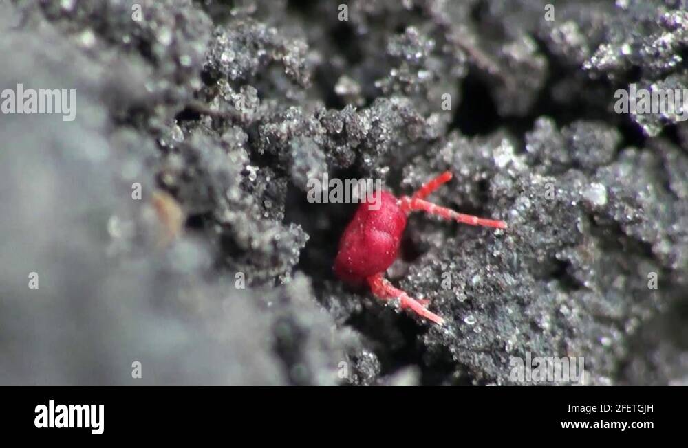 Bug red eyes Stock Videos & Footage - HD and 4K Video Clips - Alamy