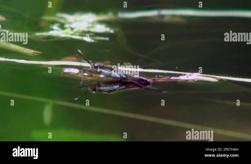 Water skeeters Stock Videos & Footage - HD and 4K Video Clips - Alamy