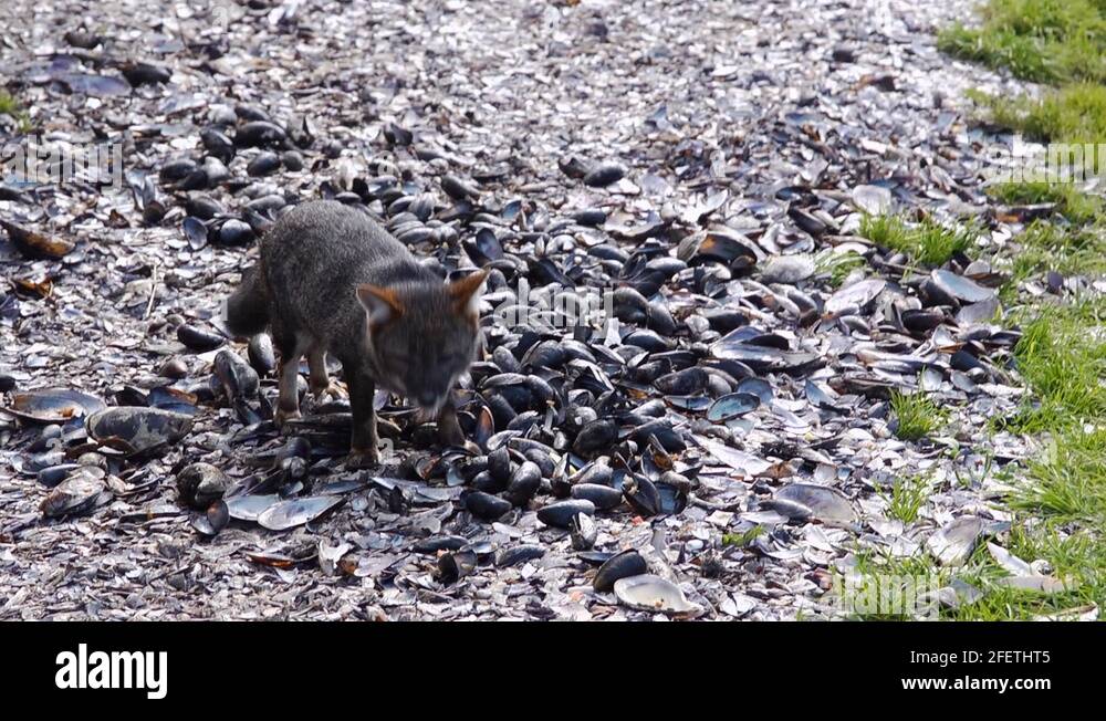 Chile, Chiloe, Darwin's Zorro, Darwin's Fox, Eating Mussels 1 Stock ...