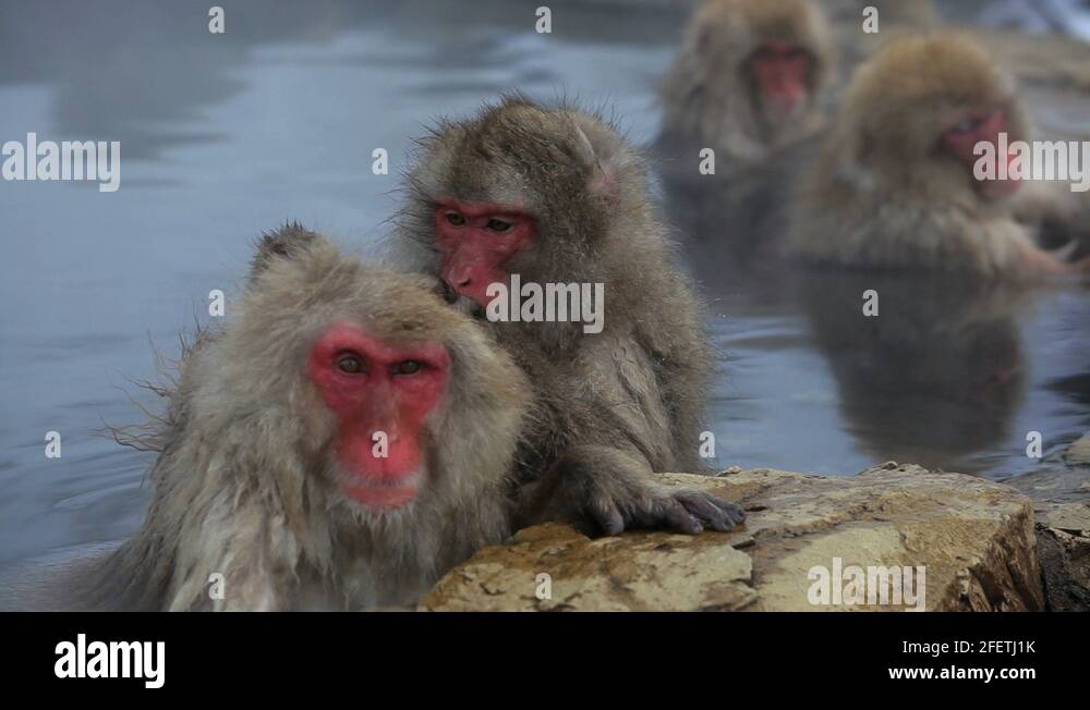 Helping hand Japanese Macaques monkeys, Jigokudani reserve, Chubu ...