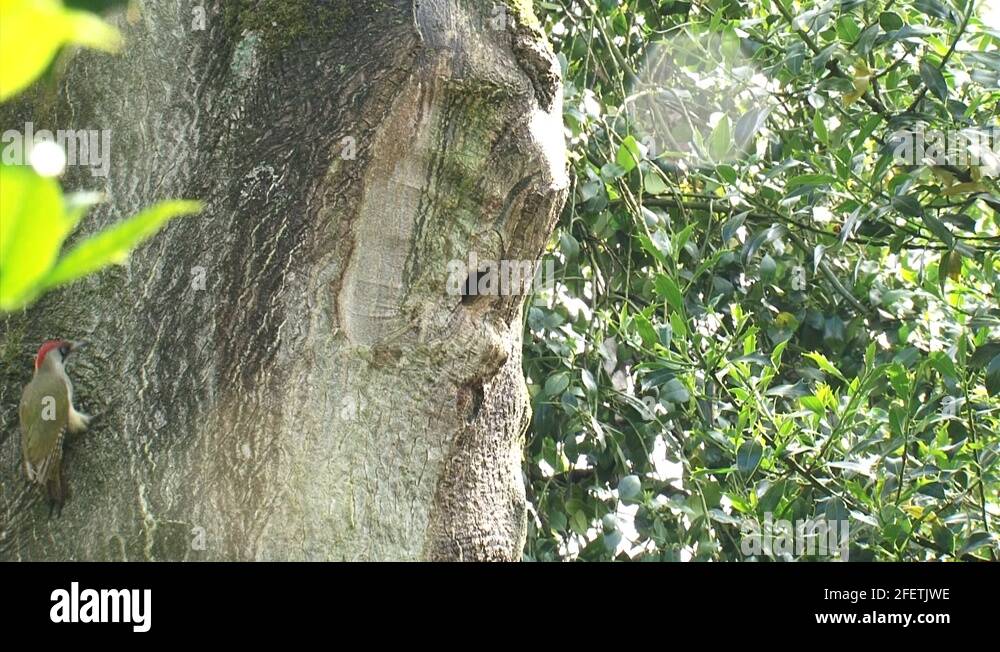Picus viridis on tree trunk Stock Videos & Footage - HD and 4K Video ...
