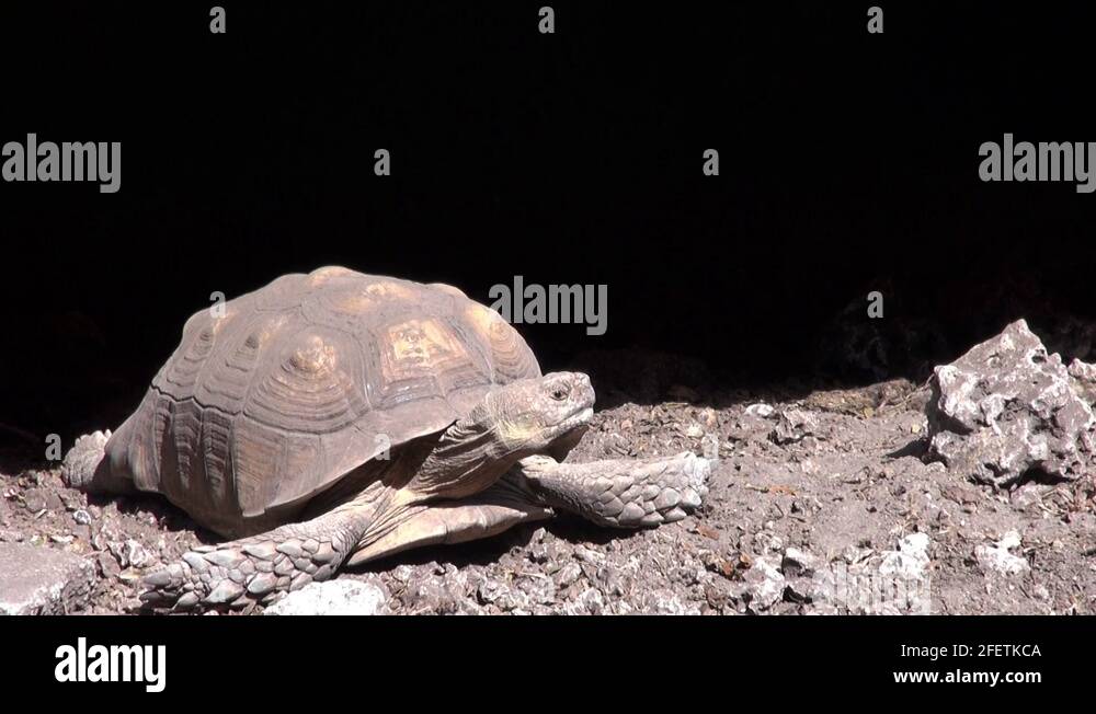 Tortoise Stock Videos & Footage - HD and 4K Video Clips - Alamy
