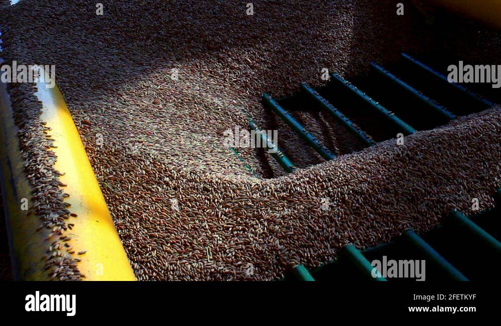 Grain flow through silo grid at mill. Silo at food factory. Produce ...
