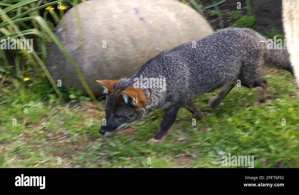 Chile, Chiloe, Darwin's Zorro, Darwin's Fox, Eating Mussels 2 Stock ...