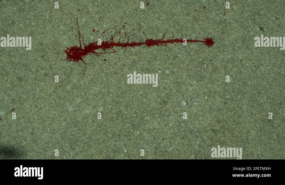 Drip trail blood stain Stock Videos & Footage - HD and 4K Video Clips ...