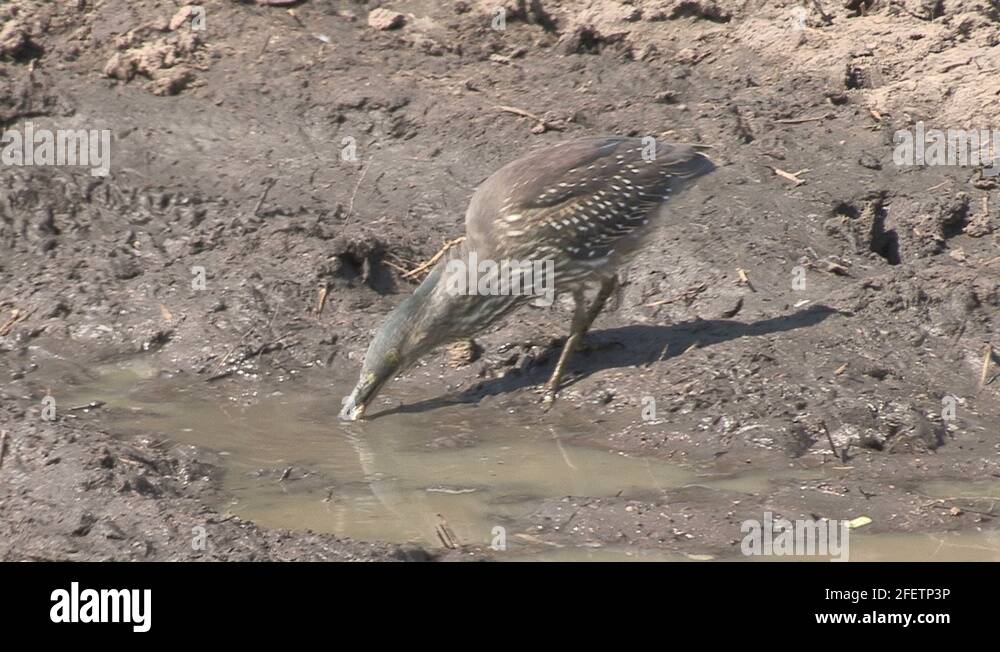 bird eating a frog Stock Video Footage - Alamy