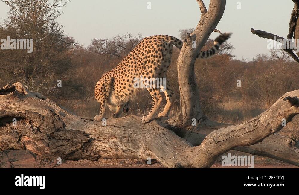 Cheetah tree Stock Videos & Footage - HD and 4K Video Clips - Alamy
