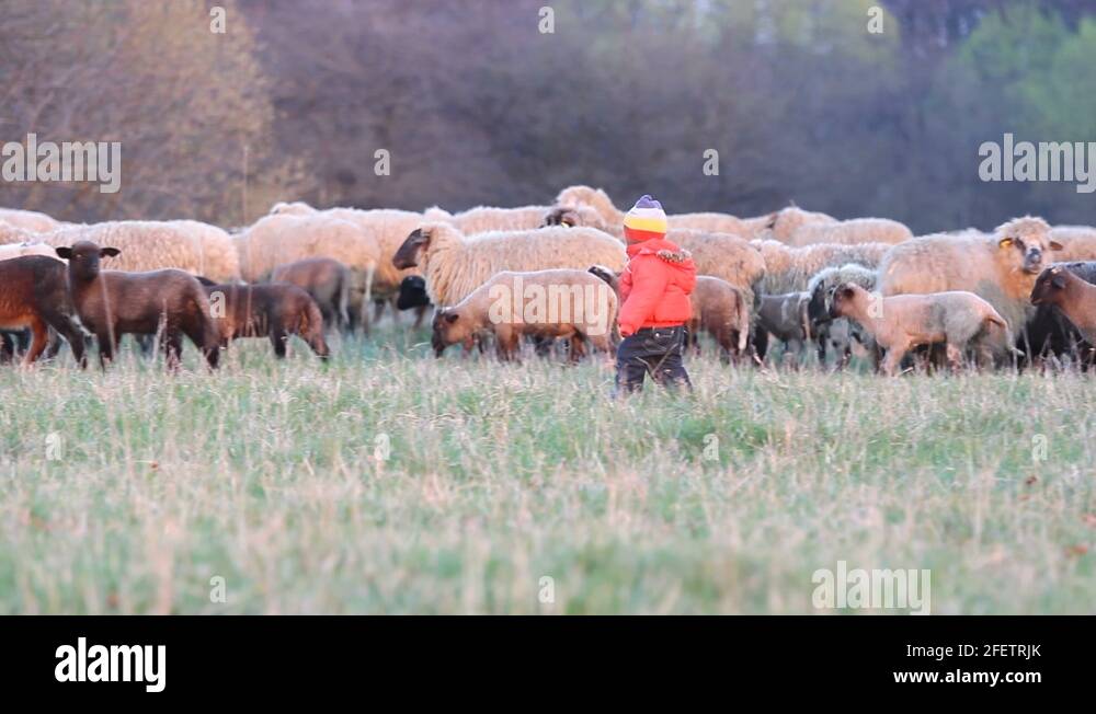 Child and sheep Stock Videos & Footage - HD and 4K Video Clips - Alamy
