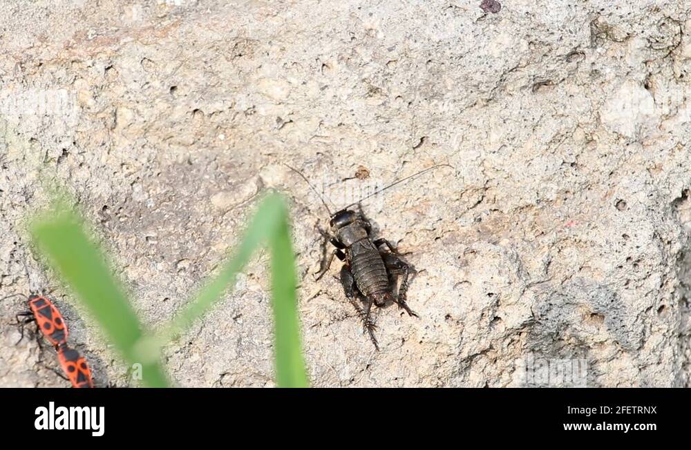 Cricket red Stock Videos & Footage - HD and 4K Video Clips - Alamy