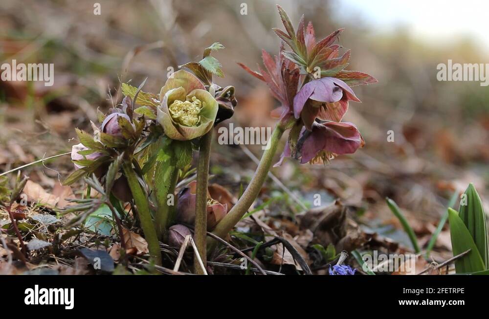 Rusty leaf Stock Videos & Footage - HD and 4K Video Clips - Alamy