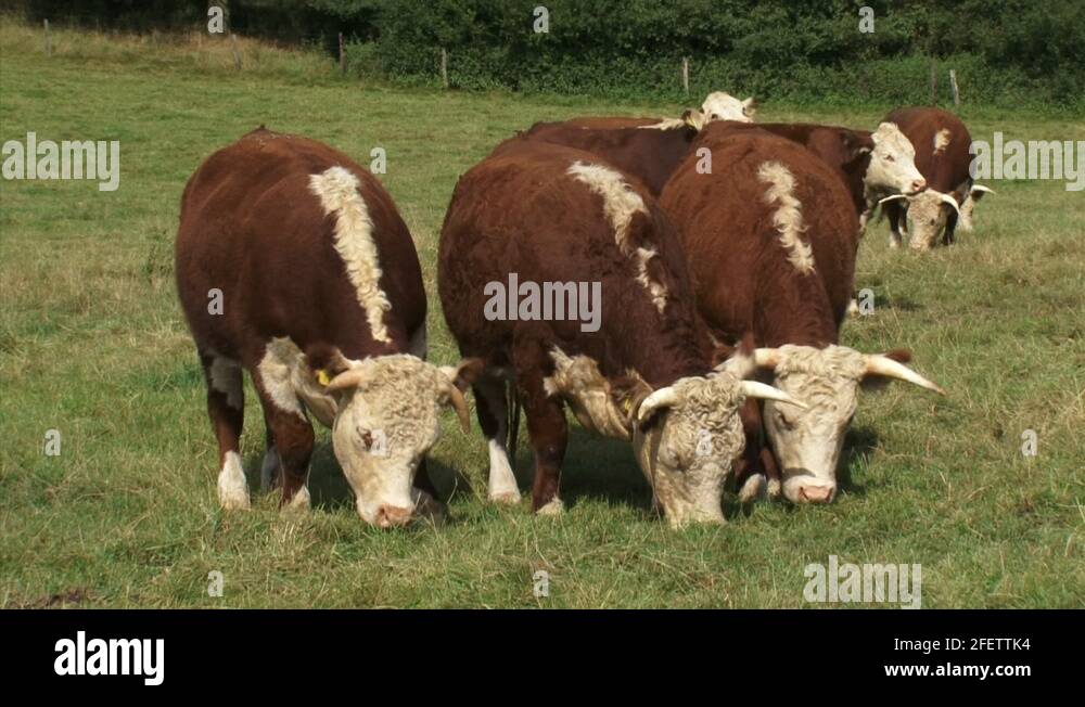 Abreast Stock Videos & Footage - HD and 4K Video Clips - Alamy